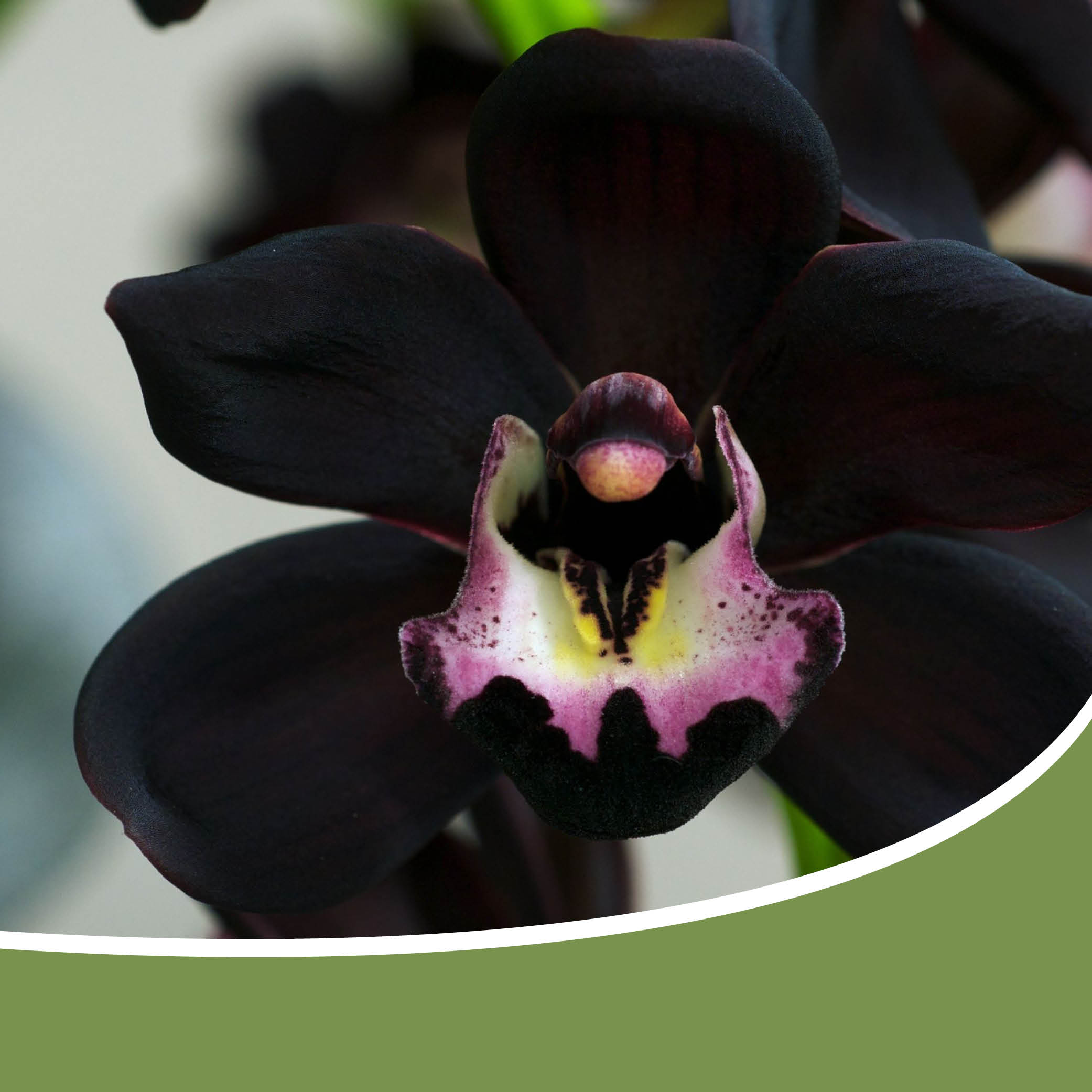 Prostriedok na podlahy Orchidea Nera | EKO-drogéria
